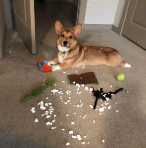 Destructive Chewing in Dogs: Understanding the Reasons and Finding ...