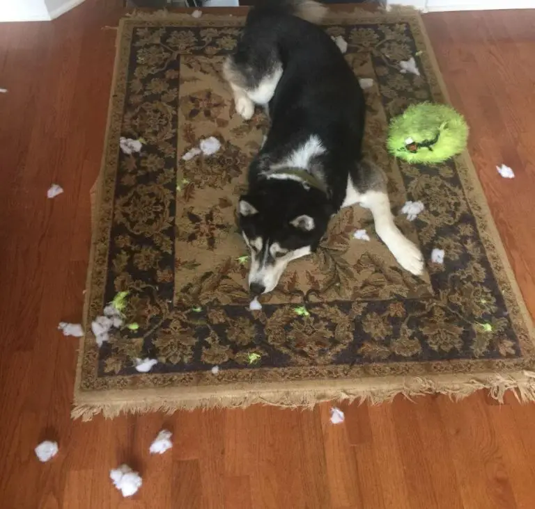 Destructive Chewing in Dogs: Understanding the Reasons and Finding ...