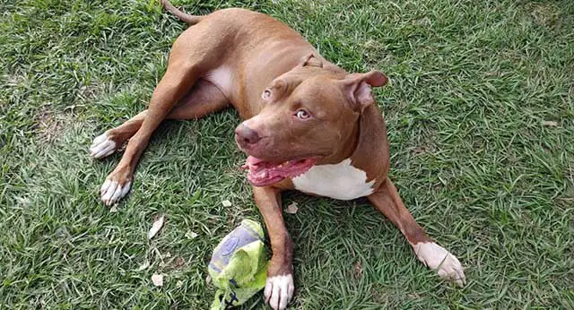 Destructive Chewing in Dogs: Understanding the Reasons and Finding ...