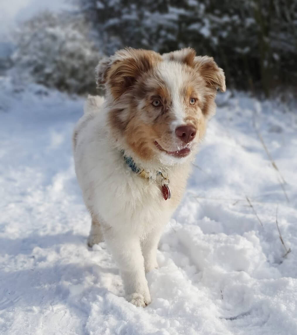 10 Fun Facts About Australian Shepherds - ilovedogscute.com