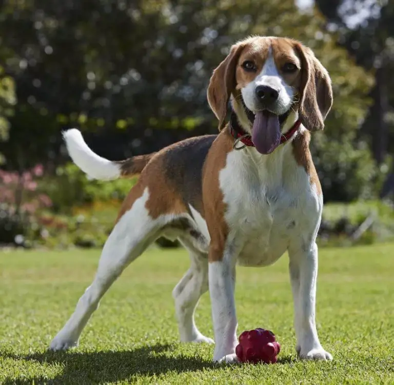 10 Fun Facts About Beagles - ilovedogscute.com