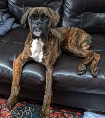 10 Fun Facts About Boxers - ilovedogscute.com