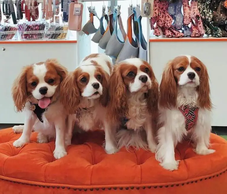 10 Fun Facts About Cavalier King Charles Spaniels - ilovedogscute.com