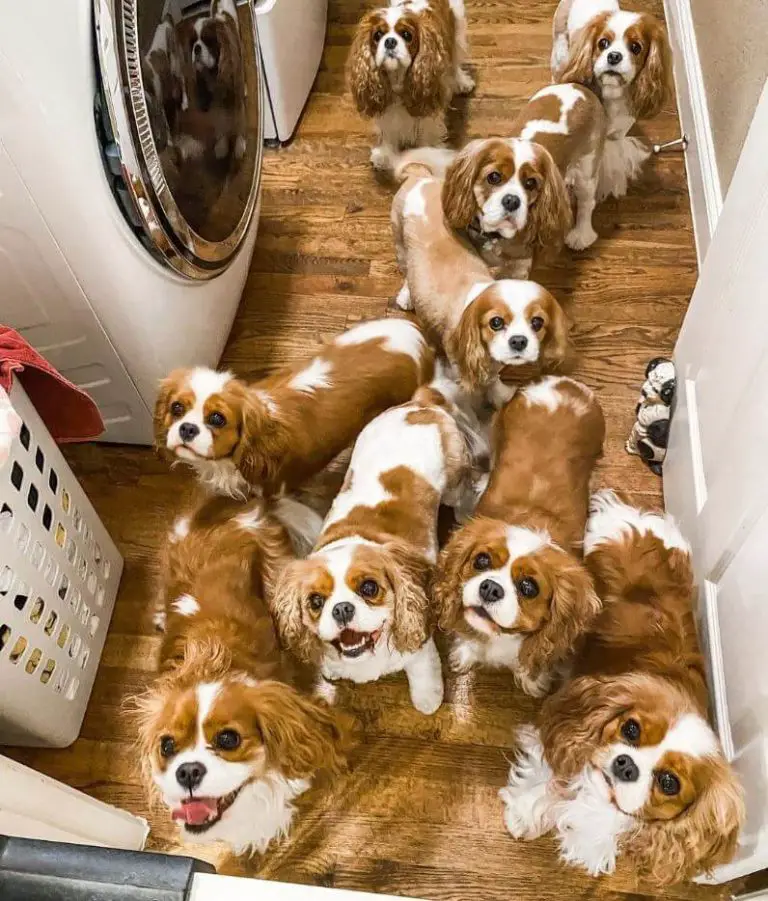 10 Fun Facts About Cavalier King Charles Spaniels - ilovedogscute.com