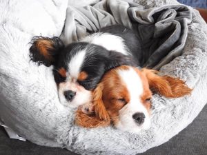 10 Fun Facts About Cavalier King Charles Spaniels - ilovedogscute.com