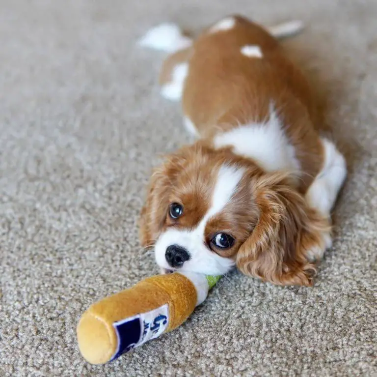 10 Fun Facts About Cavalier King Charles Spaniels - ilovedogscute.com