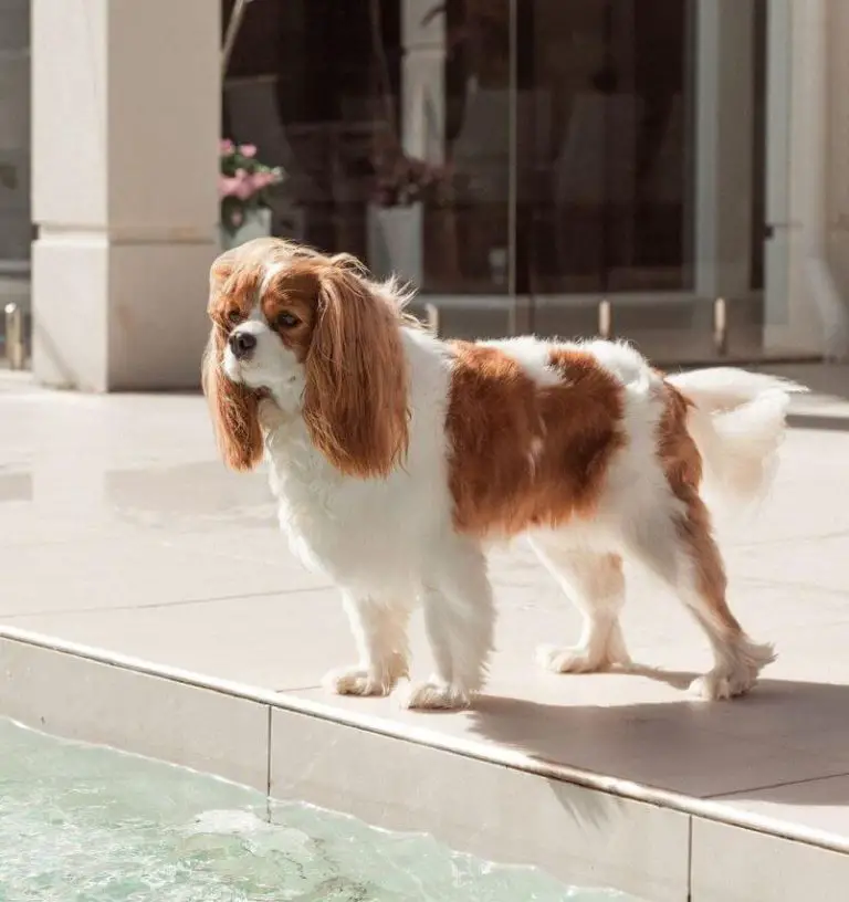 10 Fun Facts About Cavalier King Charles Spaniels - ilovedogscute.com