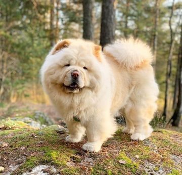 10 Fun Facts About Chow Chows - ilovedogscute.com