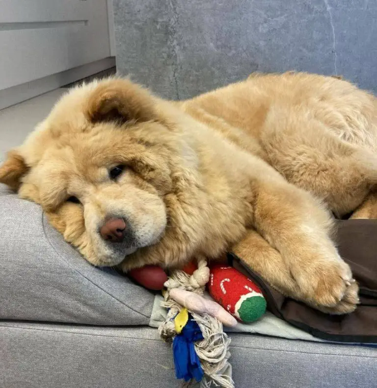 10 Fun Facts About Chow Chows - ilovedogscute.com