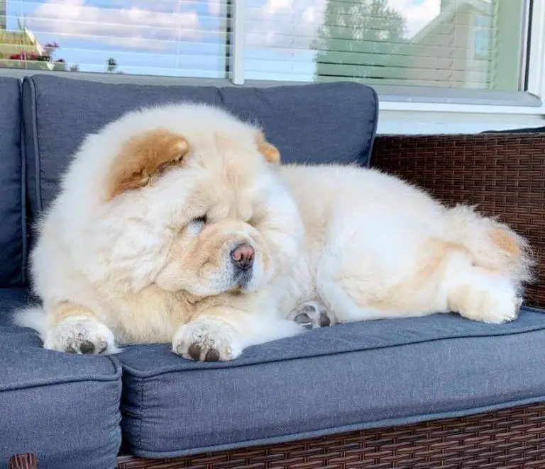 10 Fun Facts About Chow Chows - ilovedogscute.com