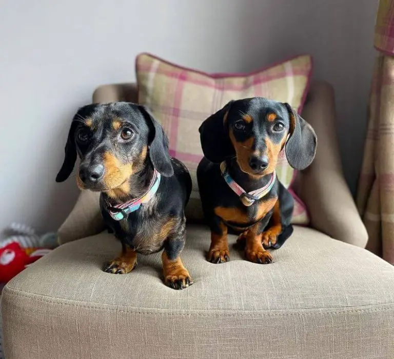 10 Fun Facts About Dachshunds - ilovedogscute.com