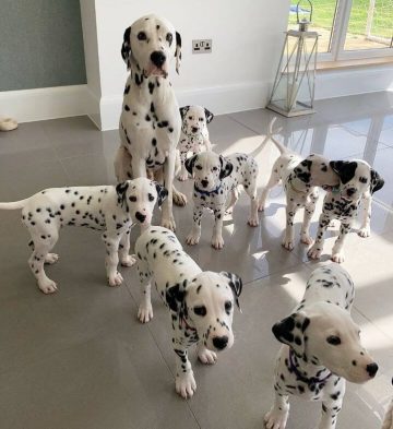 10 Fun Facts About Dalmatians - ilovedogscute.com