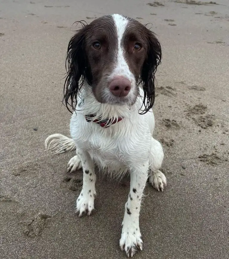 10 Fun Facts About English Springer Spaniels - ilovedogscute.com