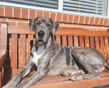 10 Fun Facts About Great Danes - ilovedogscute.com