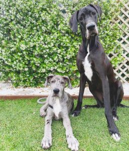 10 Fun Facts About Great Danes - ilovedogscute.com