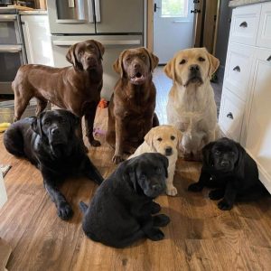 10 Fun Facts About Labrador Retrievers - ilovedogscute.com