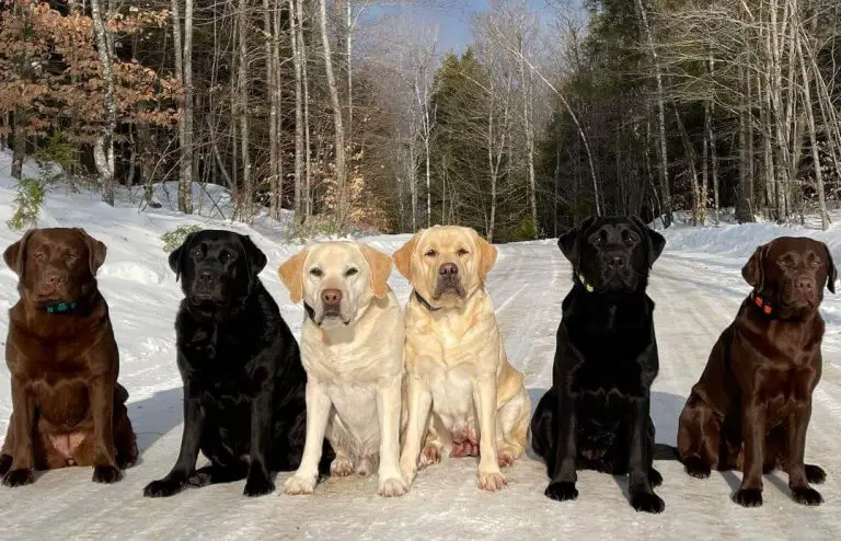 10 Fun Facts About Labrador Retrievers - ilovedogscute.com
