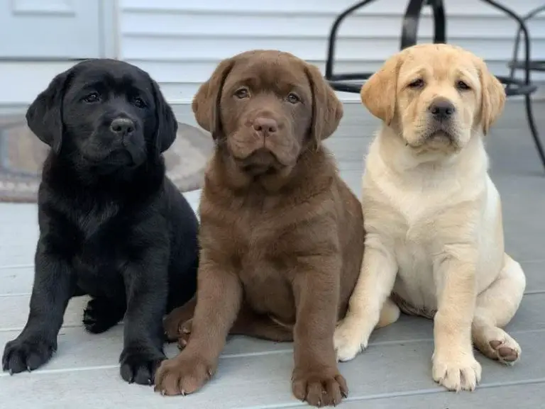 10 Fun Facts About Labrador Retrievers - ilovedogscute.com