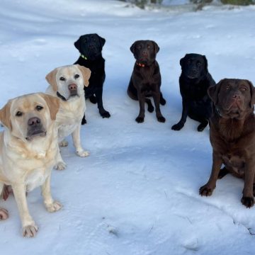 10 Fun Facts About Labrador Retrievers - ilovedogscute.com