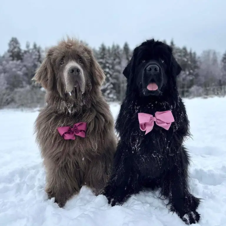 10 Fun Facts About Newfoundlands - ilovedogscute.com