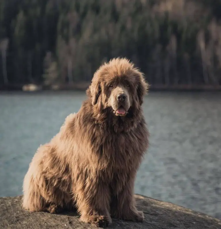 10 Fun Facts About Newfoundlands - ilovedogscute.com