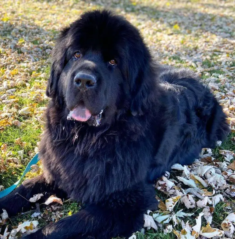 10 Fun Facts About Newfoundlands - ilovedogscute.com