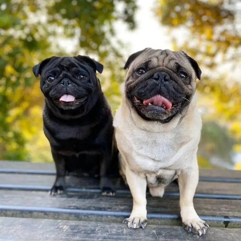 10 Fun Facts About Pugs - ilovedogscute.com