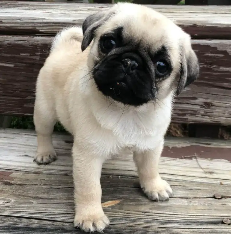 10 Fun Facts About Pugs - ilovedogscute.com