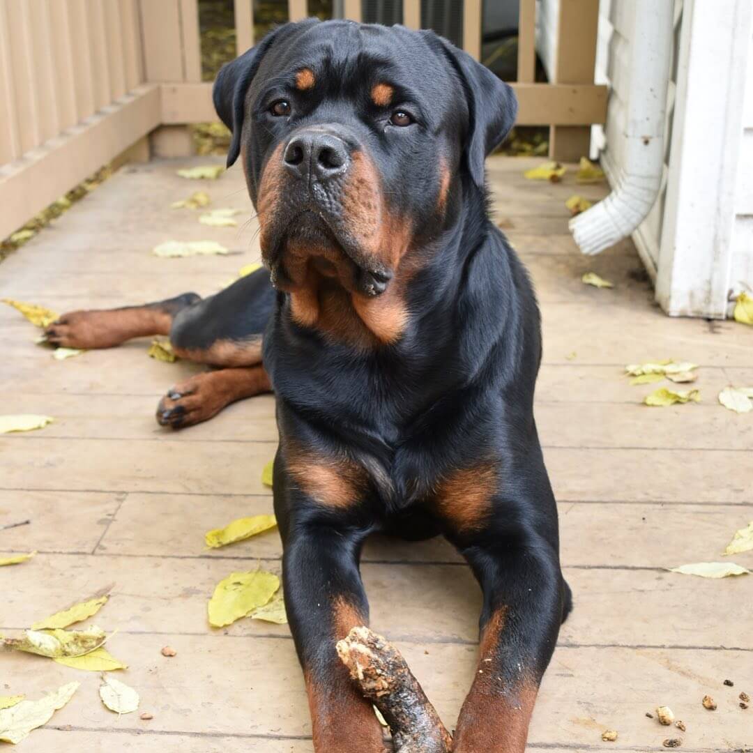 10 Fun Facts About Rottweilers - ilovedogscute.com