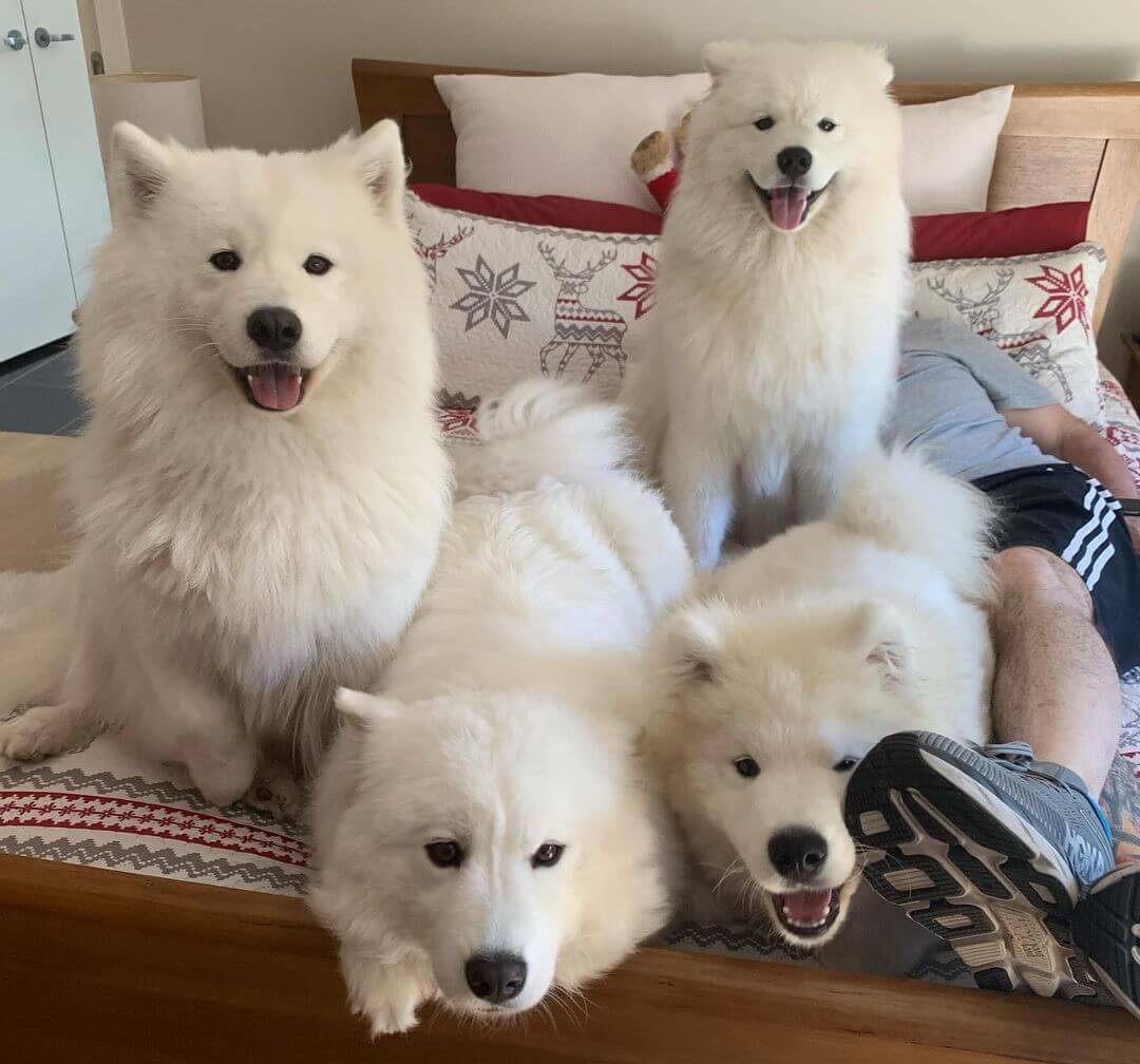 10 Fun Facts About Samoyeds - ilovedogscute.com