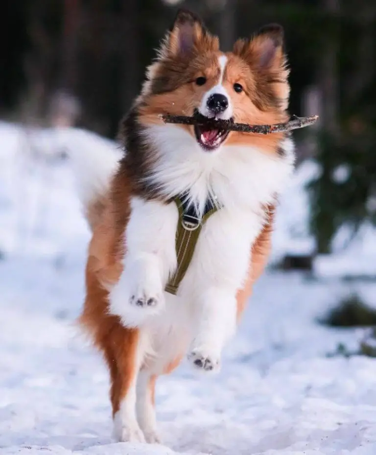 10 Fun Facts About Shetland Sheepdogs - ilovedogscute.com