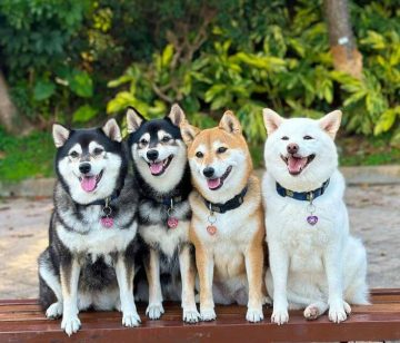 10 Fun Facts About Shiba Inus - ilovedogscute.com