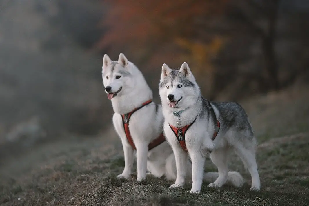 10 Fun Facts About Siberian Huskies - ilovedogscute.com
