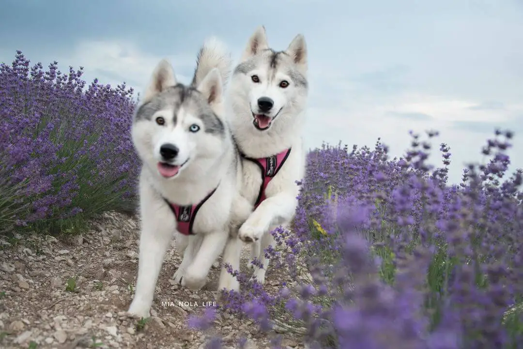 10 Fun Facts About Siberian Huskies - ilovedogscute.com