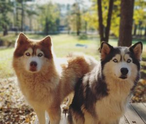 10 Fun Facts About Siberian Huskies - ilovedogscute.com