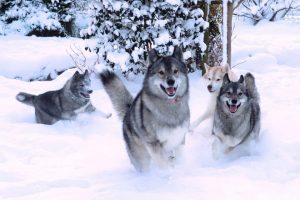 10 Fun Facts About Siberian Huskies - ilovedogscute.com