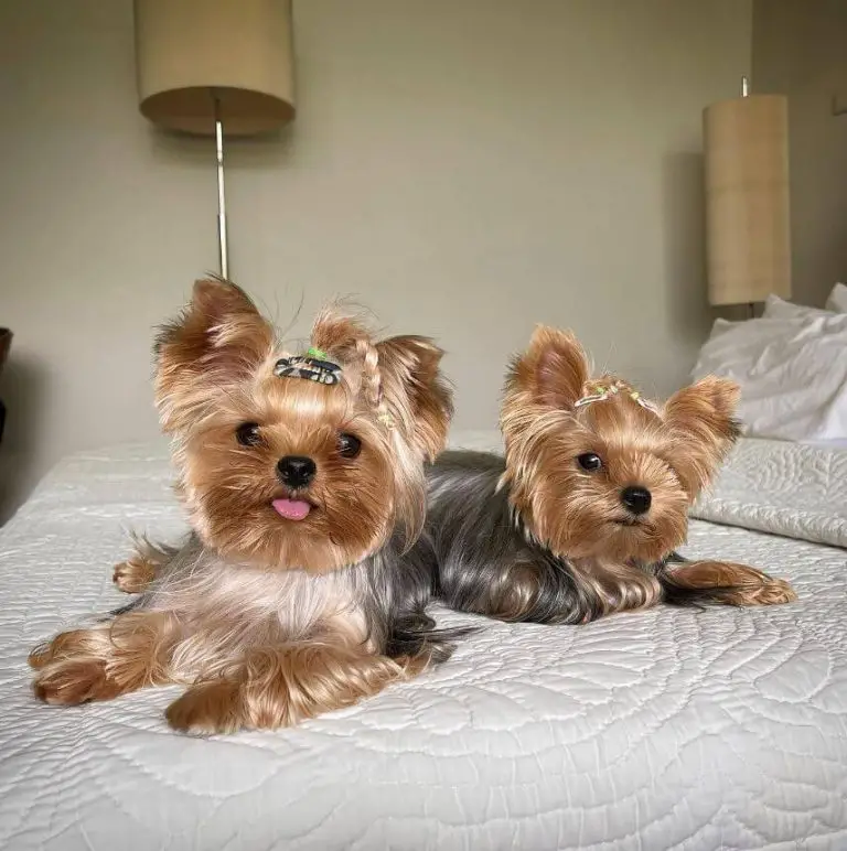 10 Fun Facts About Yorkshire Terriers - ilovedogscute.com