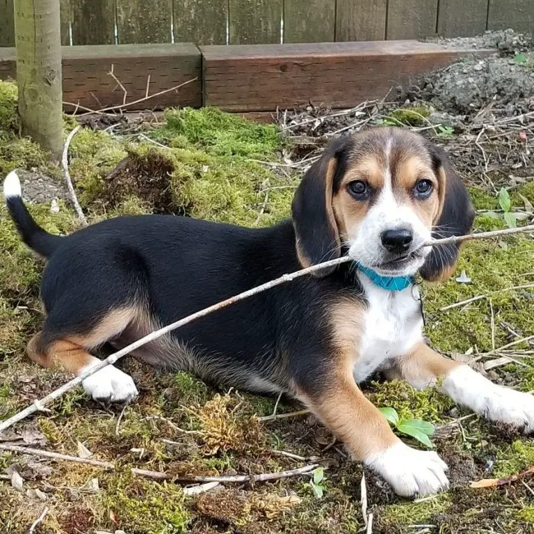 How to Prevent Dog Worms: A Guide for Owners - ilovedogscute.com