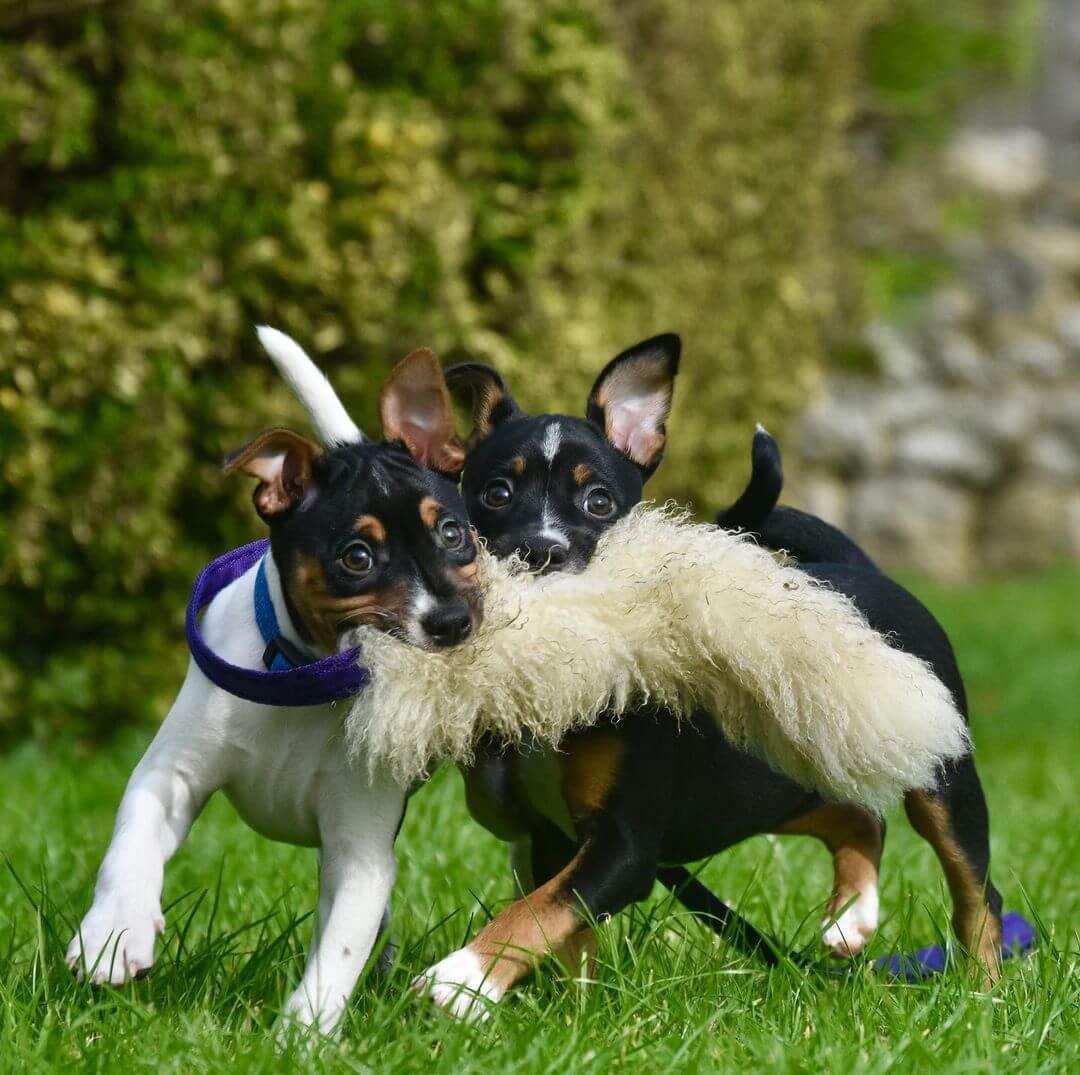 How to Prevent Dog Worms: A Guide for Owners - ilovedogscute.com