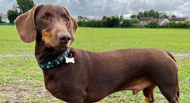 How to Recognize and Prevent Heatstroke in Dog - ilovedogscute.com