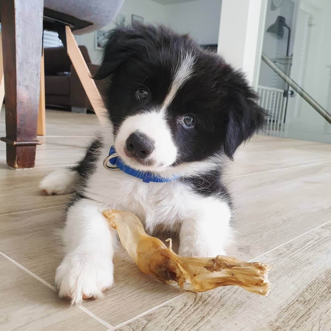 How to Socialize Your Puppy: A Step-by-Step Guide - ilovedogscute.com