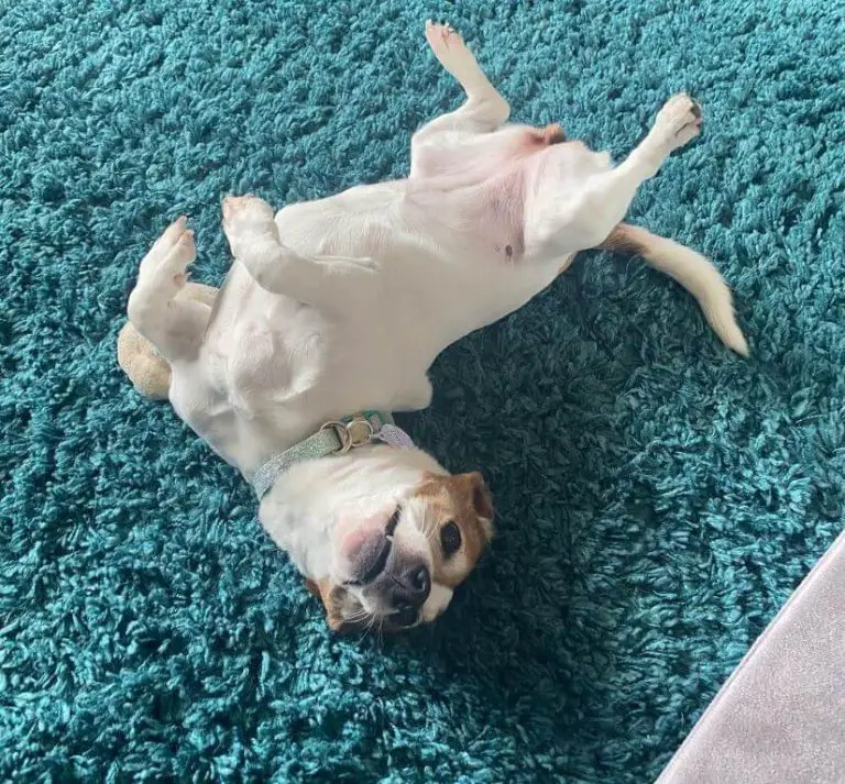 How to Teach Your Dog to Roll Over: A Step-by-Step Guide ...