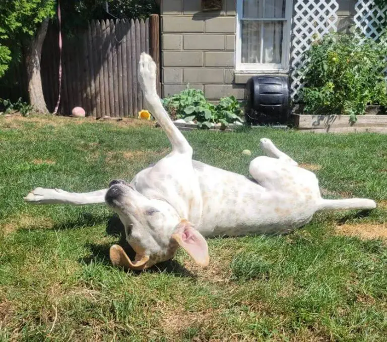 How to Teach Your Dog to Roll Over: A Step-by-Step Guide ...