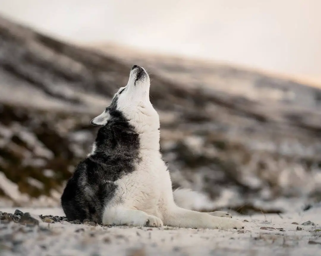 Howling in Dogs: Causes, Prevention and Solutions - ilovedogscute.com