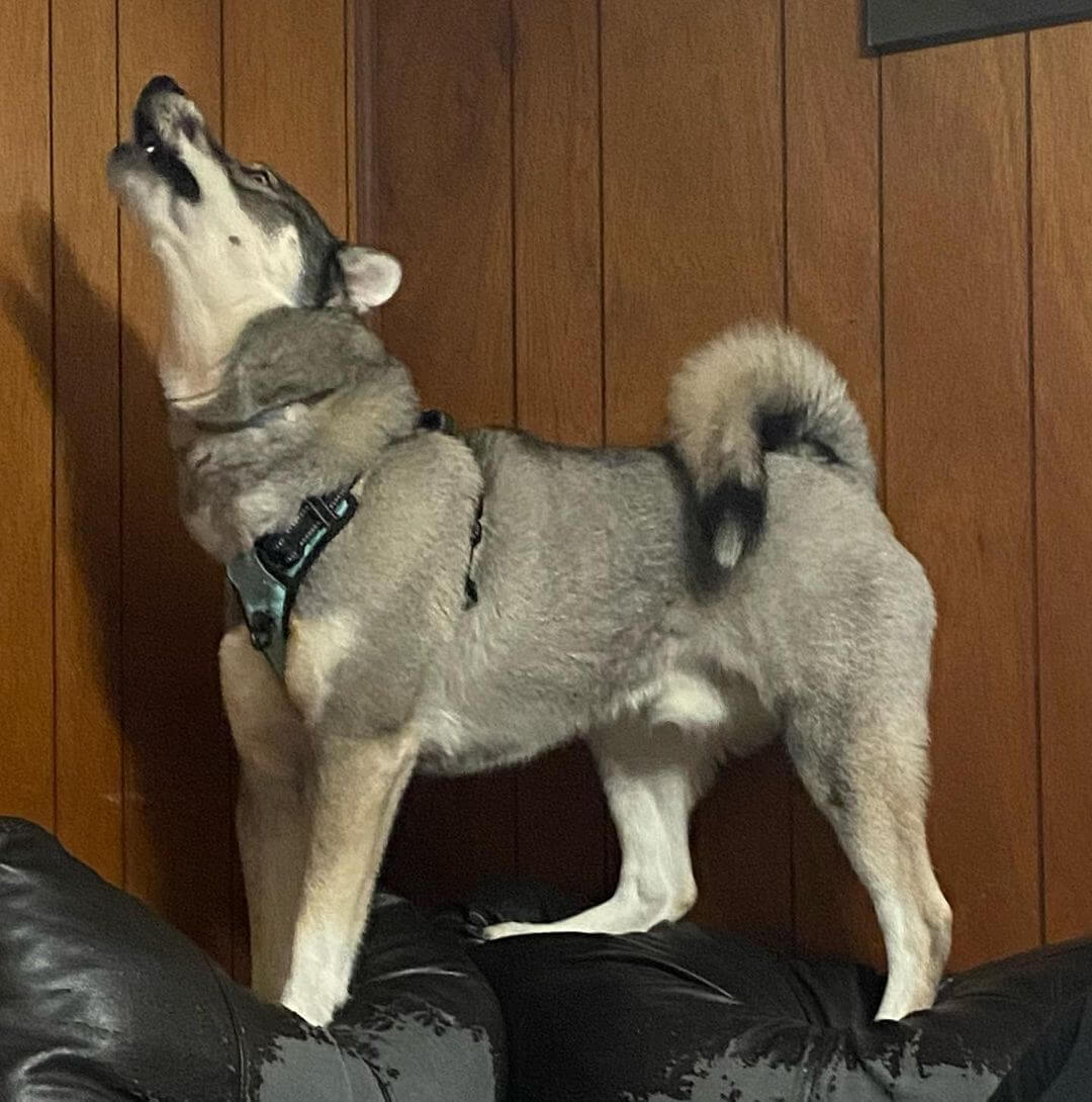 Howling in Dogs: Causes, Prevention and Solutions - ilovedogscute.com