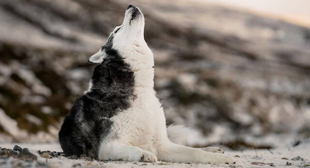 Howling in Dogs: Causes, Prevention and Solutions - ilovedogscute.com