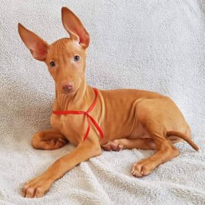15 Photos Of Pharaoh Hound Puppies That Make Everyone Fall In Love ...