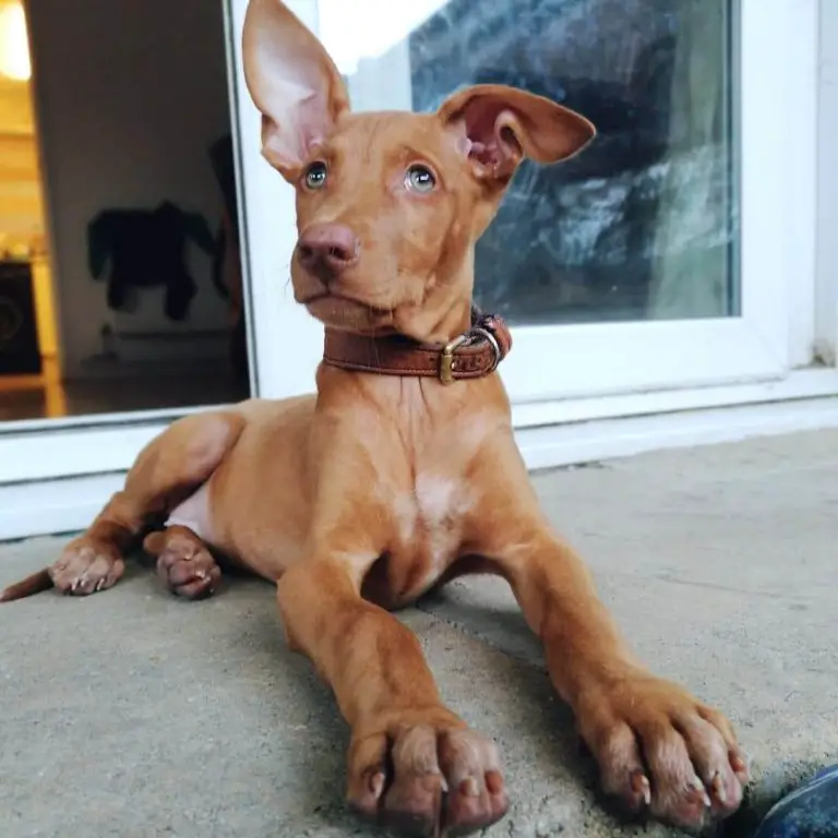 15 Photos Of Pharaoh Hound Puppies That Make Everyone Fall In Love ...