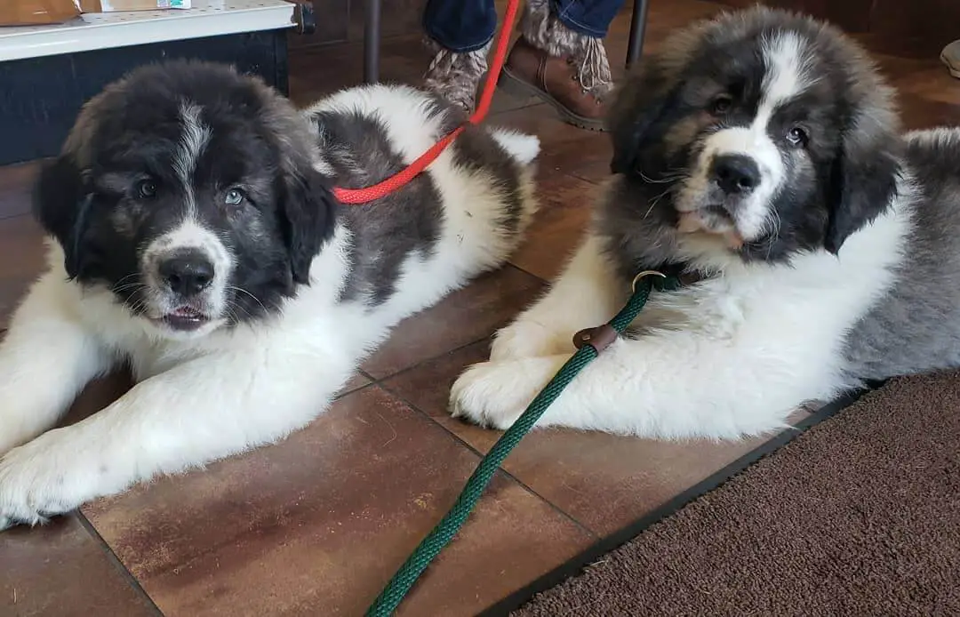 15 Photos Of Pyrenean Mastiff Puppies That Make Everyone Fall In Love ...