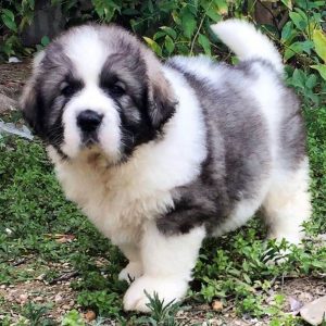 15 Photos Of Pyrenean Mastiff Puppies That Make Everyone Fall In Love ...